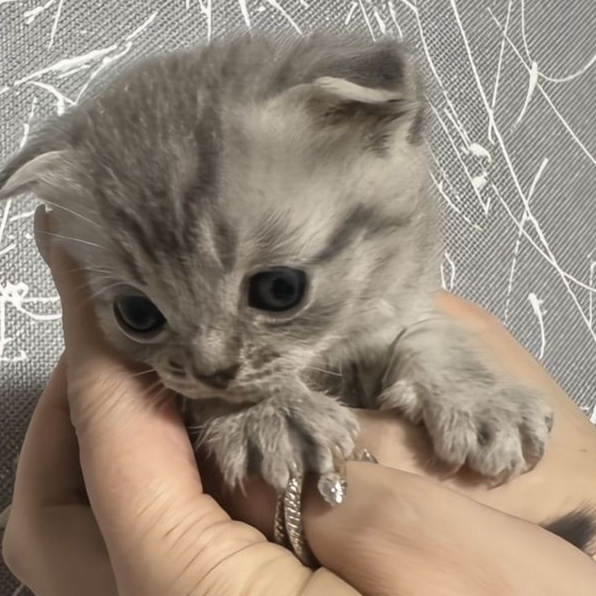 Шотландский вислоухий длинношёрстный котёнок