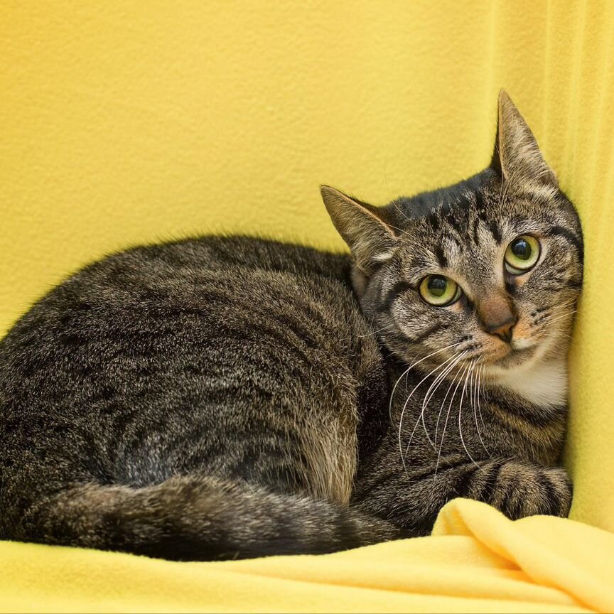 Пихту никто не замечает