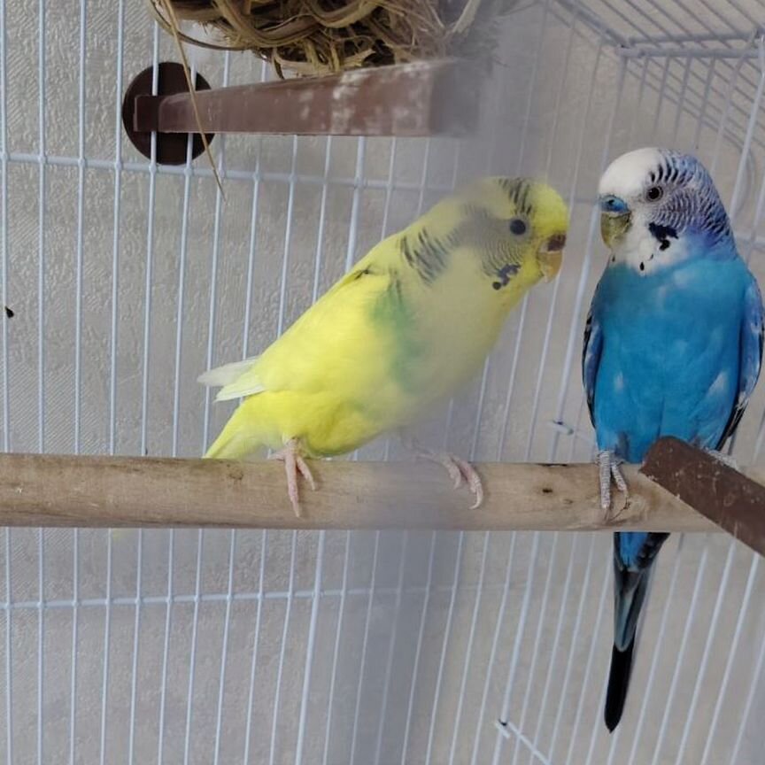 Волнистый попугай с клеткой