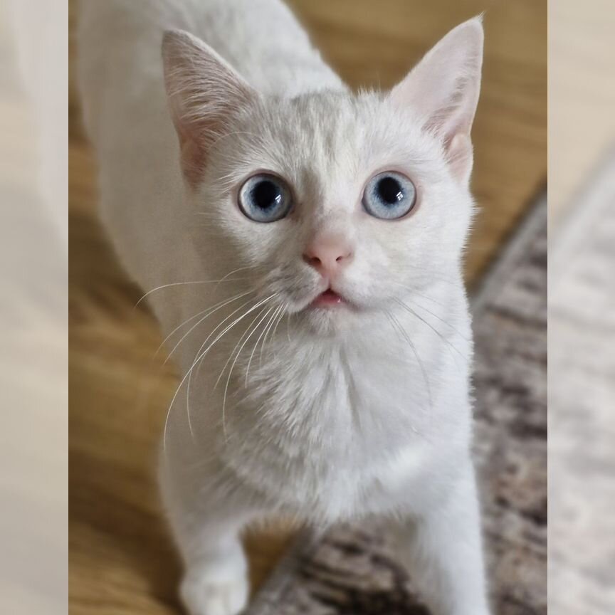 Кошка в добрые руки