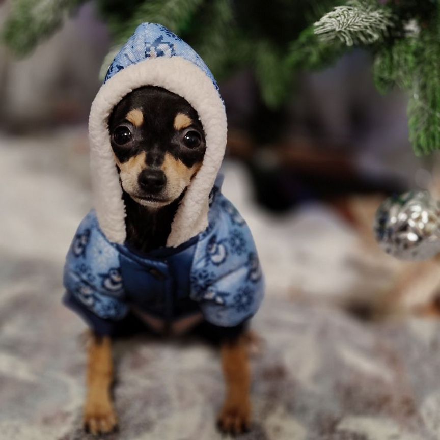 Той-терьер щенок