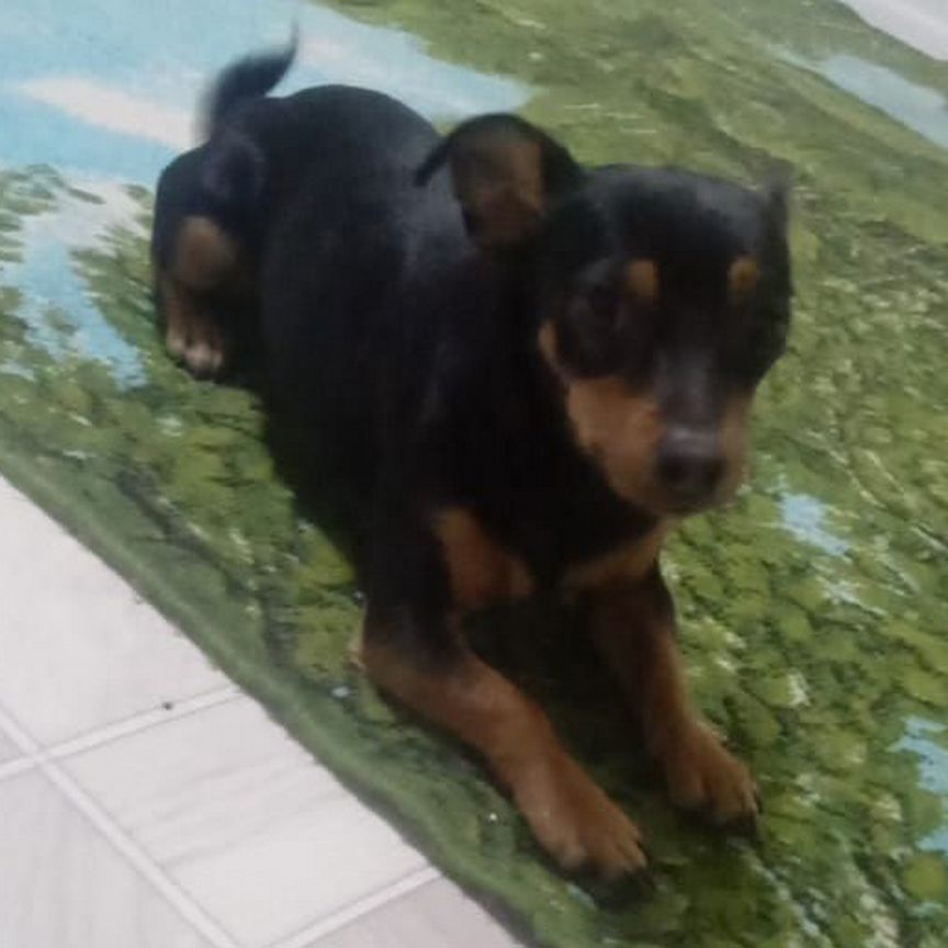 Чихуахуа, взрослая собака