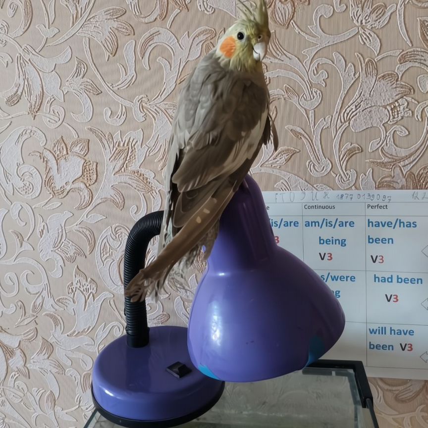 Попугай Карелла