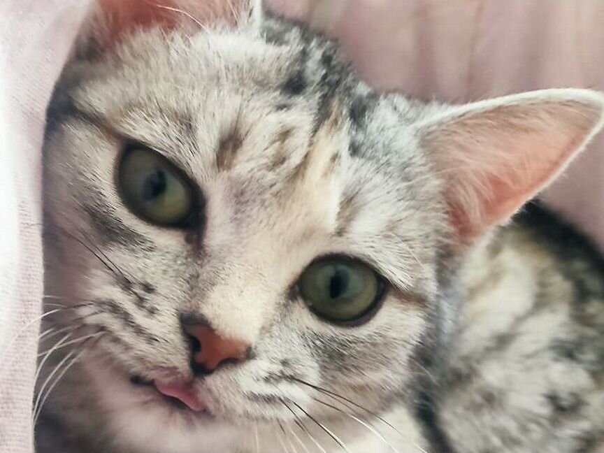 Кошка