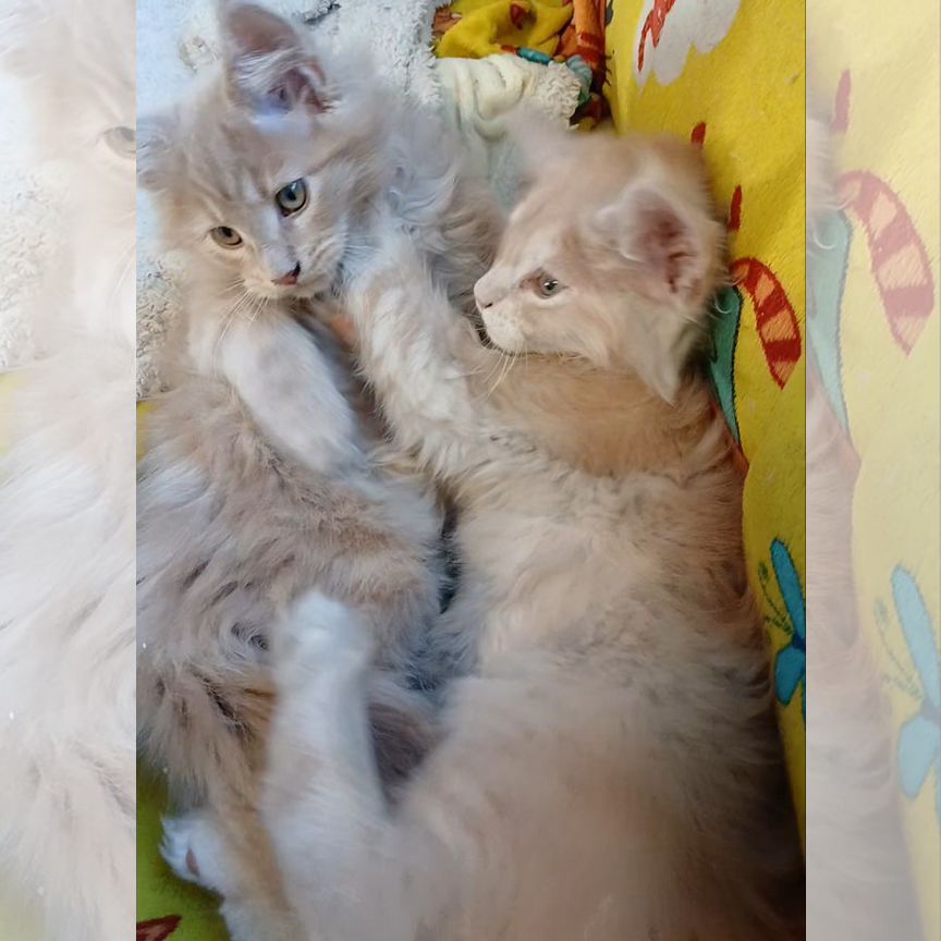 Мейн-кун котёнок