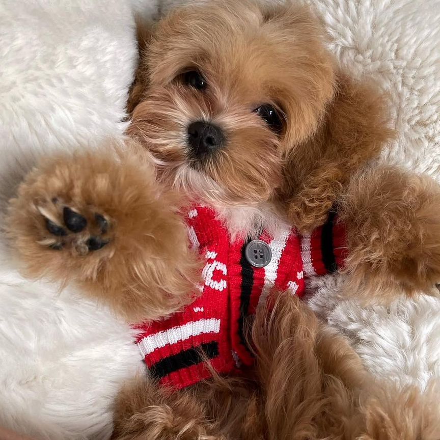 Мальтипу, щенок