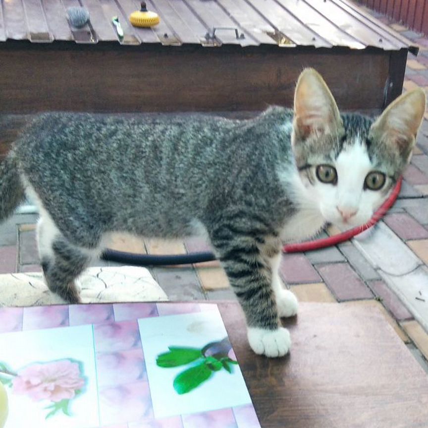 Кошки в добрые руки бесплатно