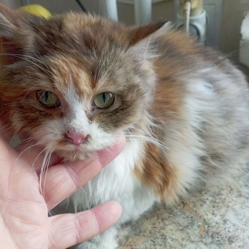 Котята сибирской породы