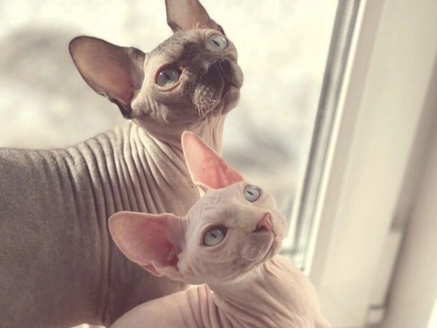 Канадский сфинкс вязка