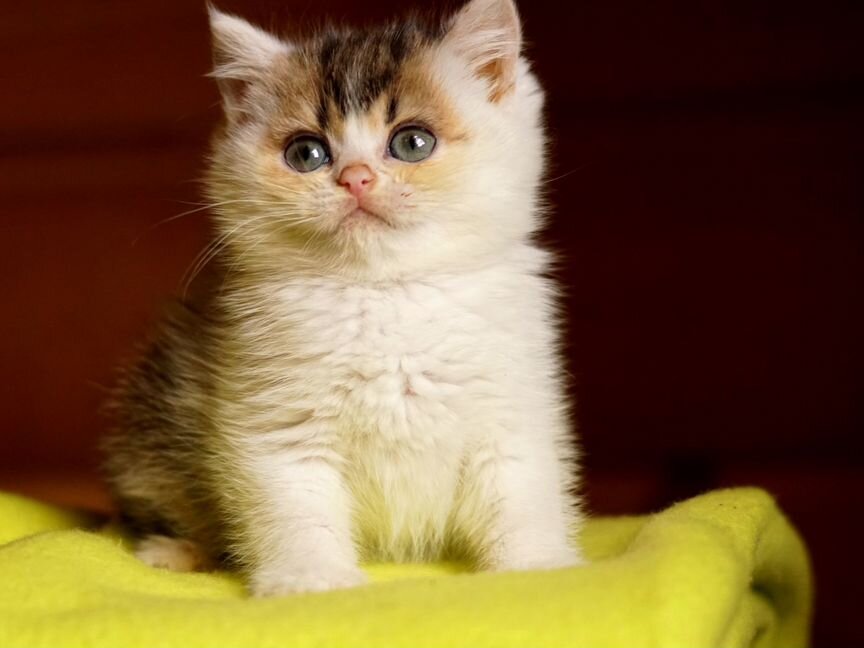 Эмиль и Эмми Луу котята бри