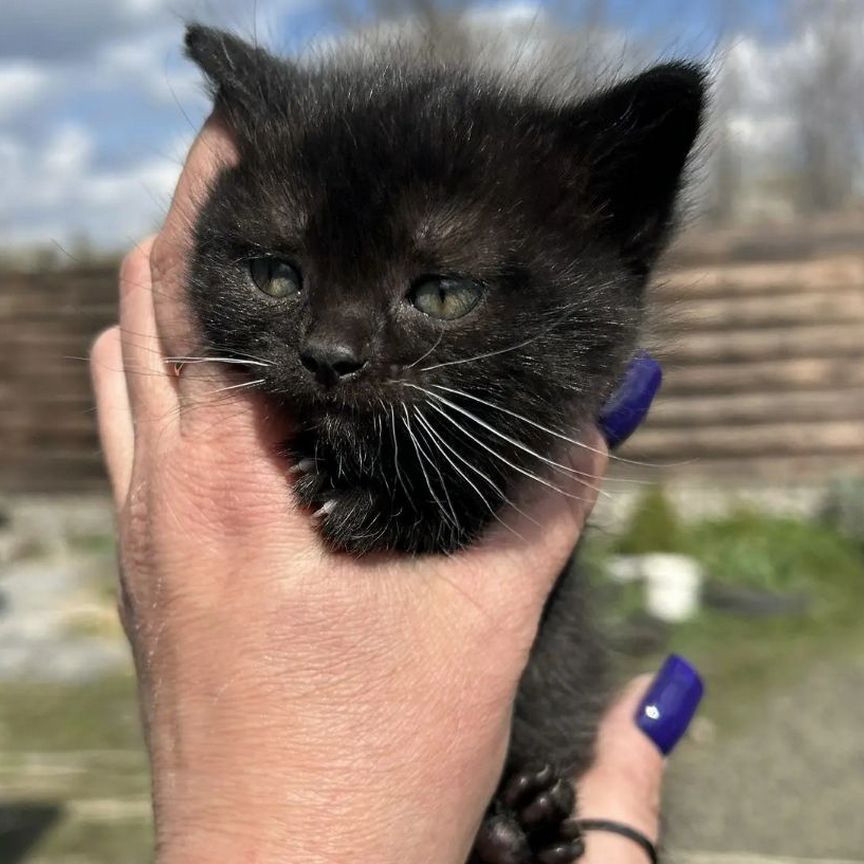 Котёнок в добрые руки