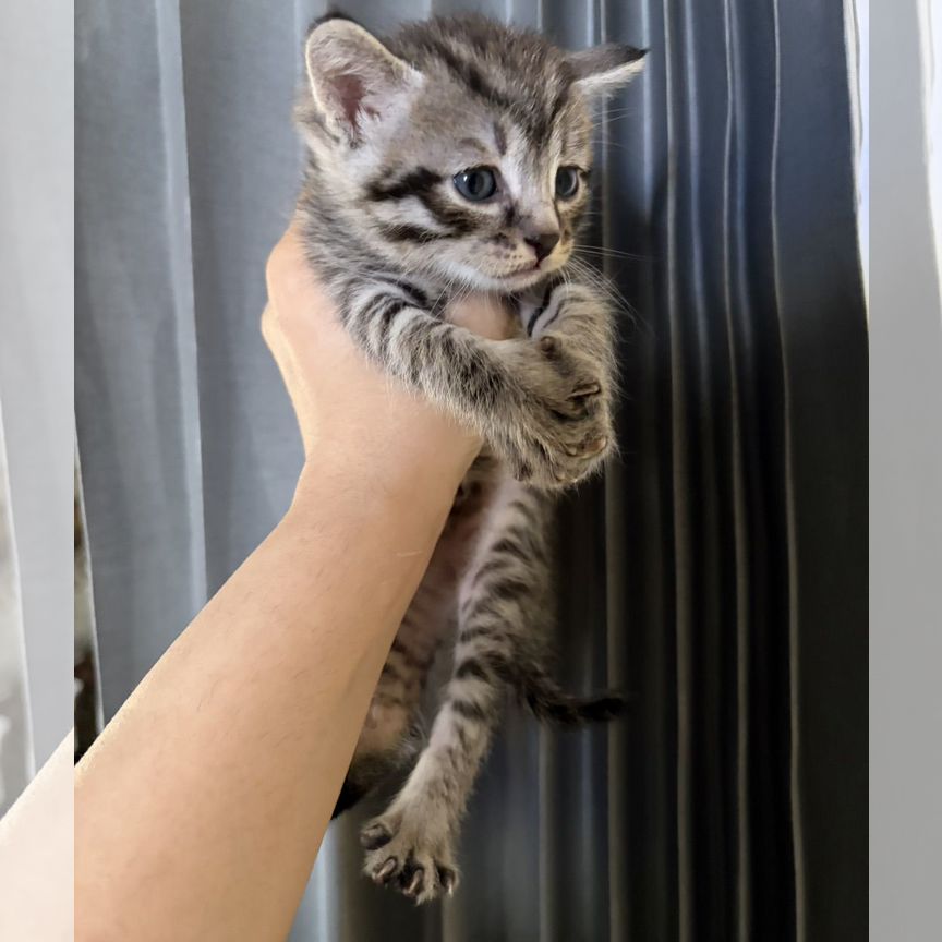 Котёнок в добрые руки