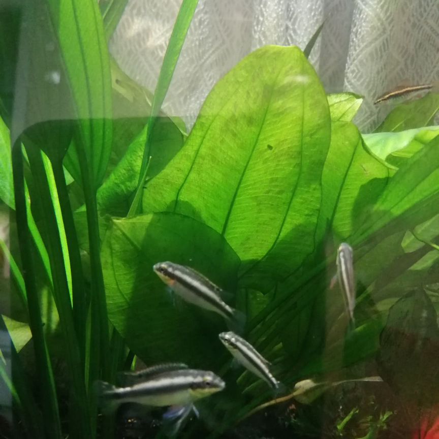 Мальки пельвикахромиса