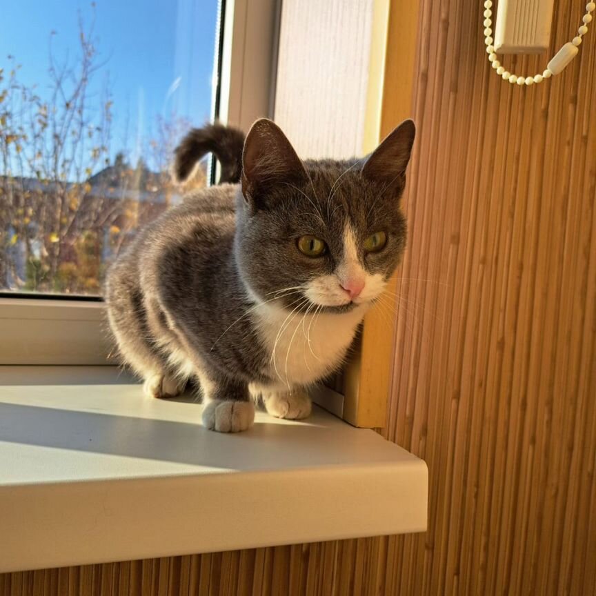 Бесплатно. Котёнок девочка