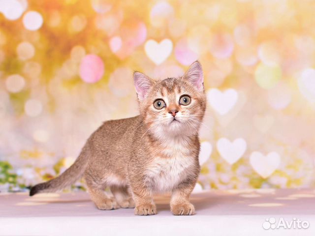 Манчкин девочка