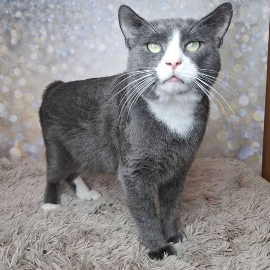 Взрослый кот в добрые руки