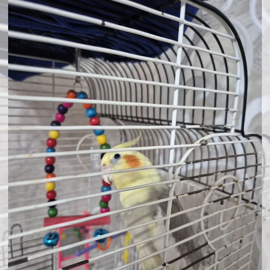 Попугай корелла девочка