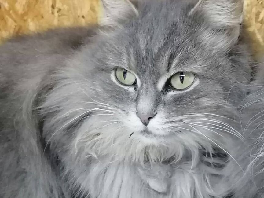 Сибирская кошка-тихоня Леся