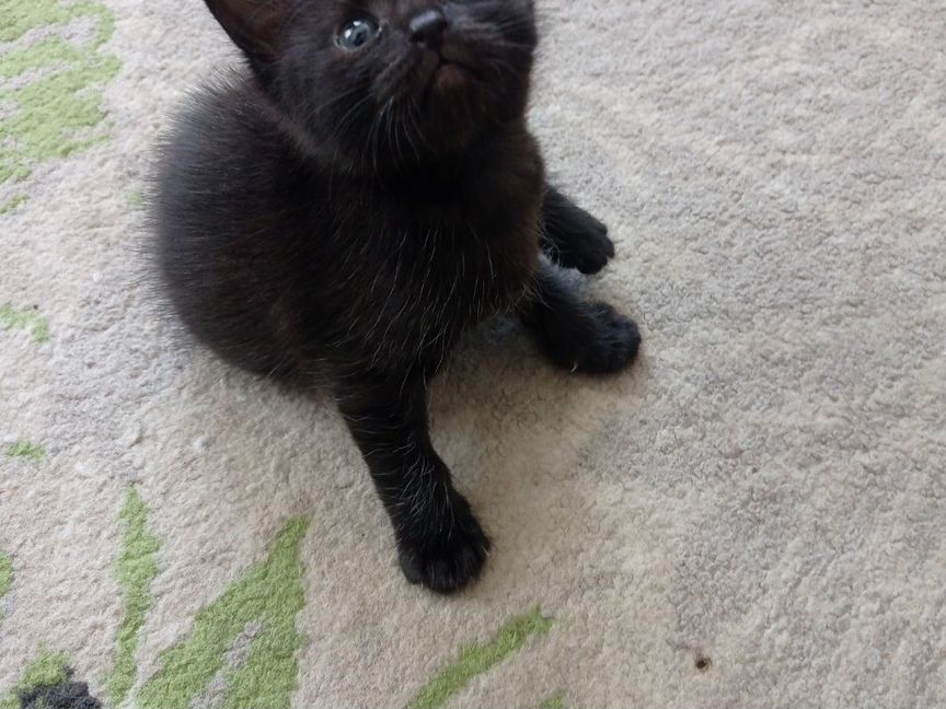 Милая чёрная кошечка 1 месяц