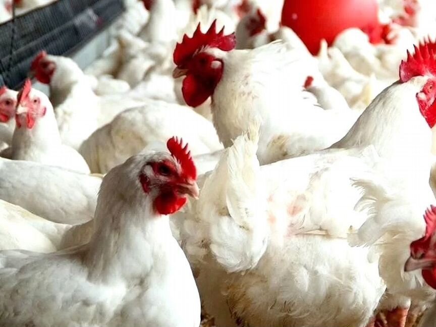 Куры несушки