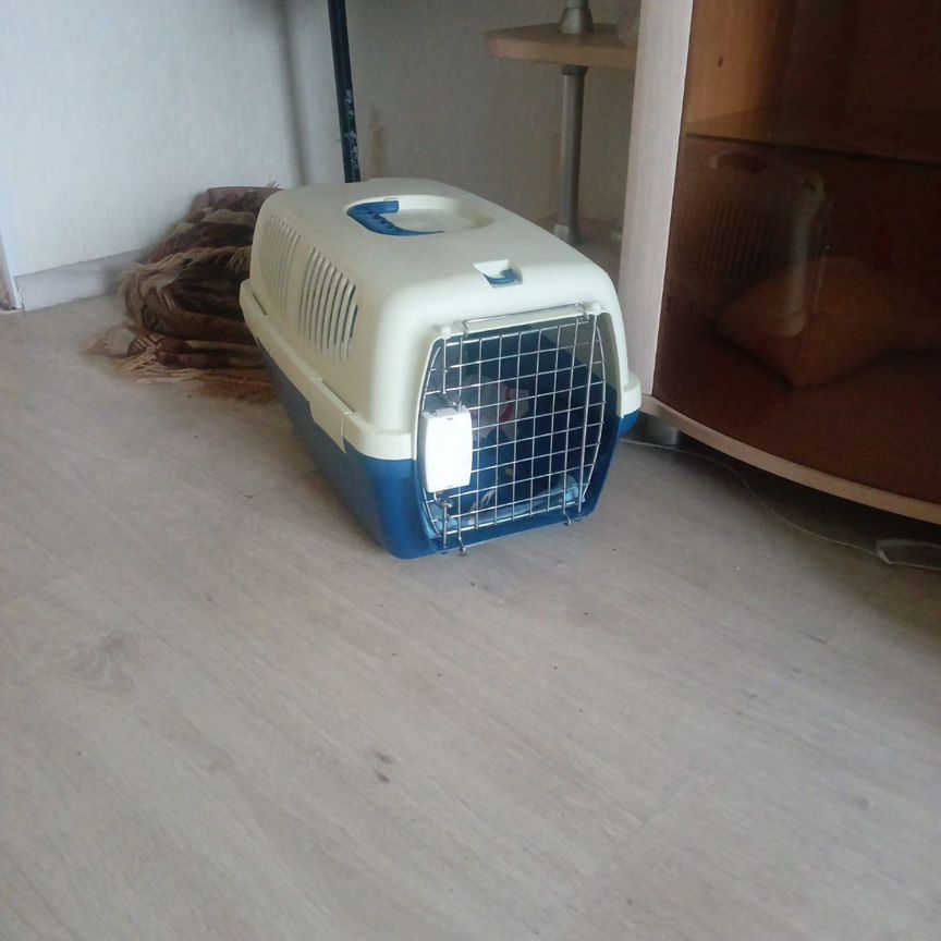Переноска для кошек бу