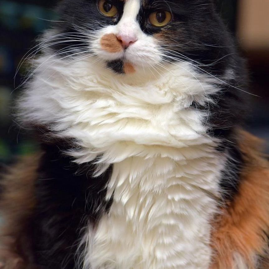 Кошка около 2 х лет