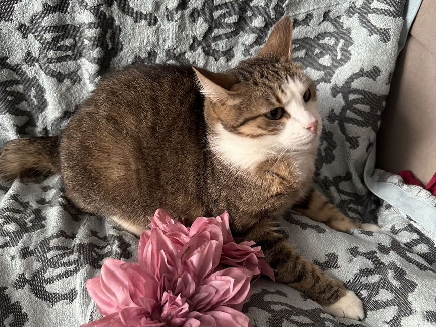 Кошечка в добрые руки Лолита