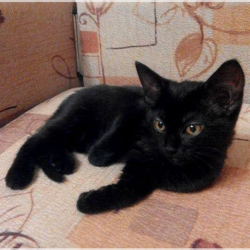 Котёнок в добрые руки