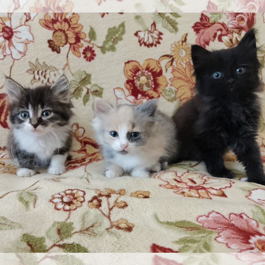 Котёнок в добрые руки