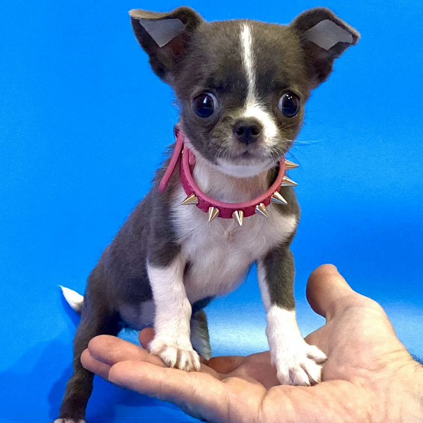 Чихуахуа, щенок