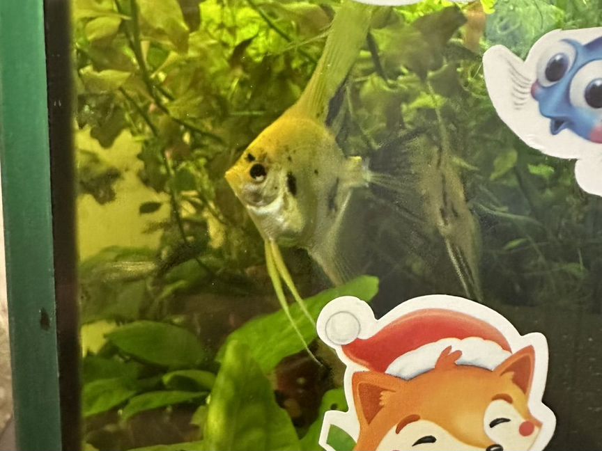 Рыбки скалярии