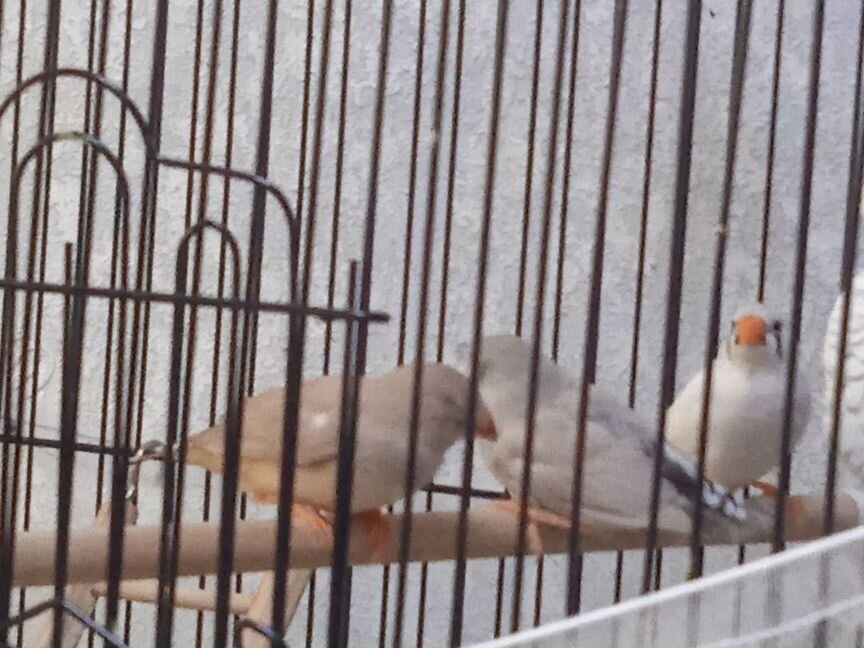 Зебровые амадины