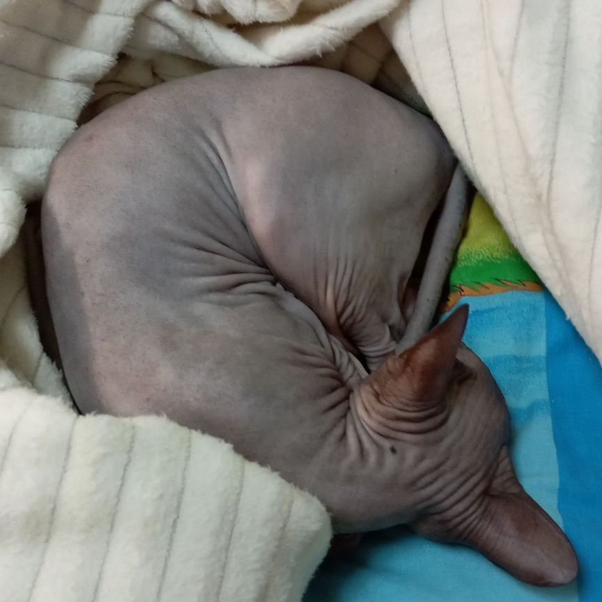 Кошка ищет котика вязка