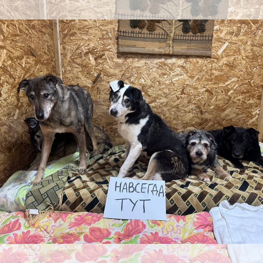 Взрослый пёс в добрые руки