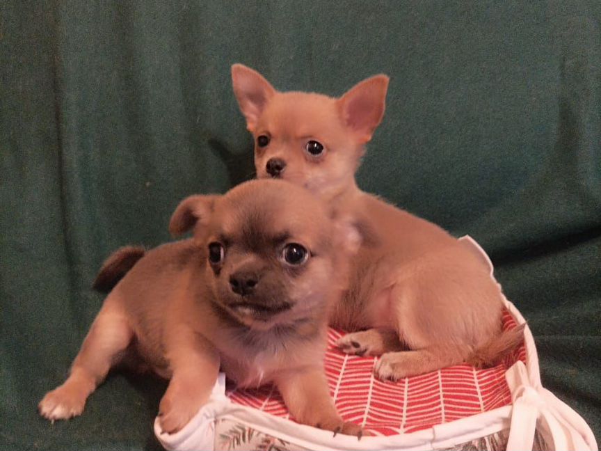Щенки чихуахуа