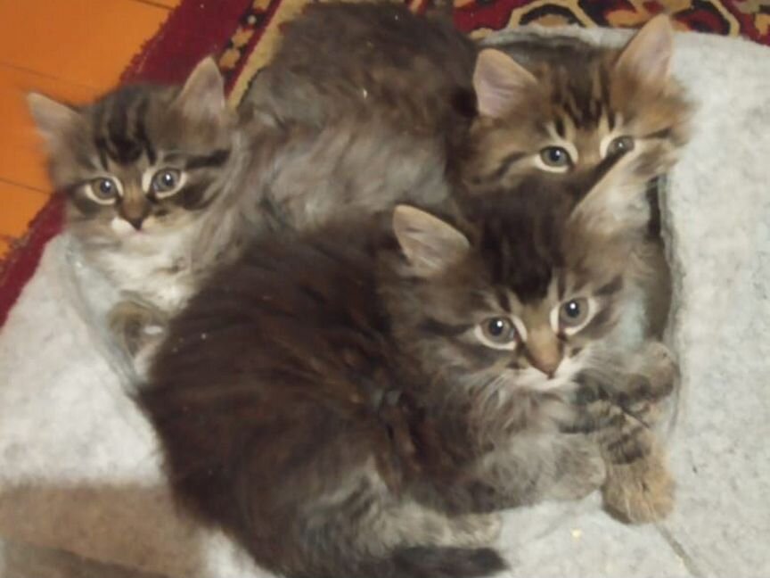 Котята в добрые руки