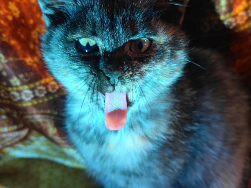 Котенок Котёночек котенок