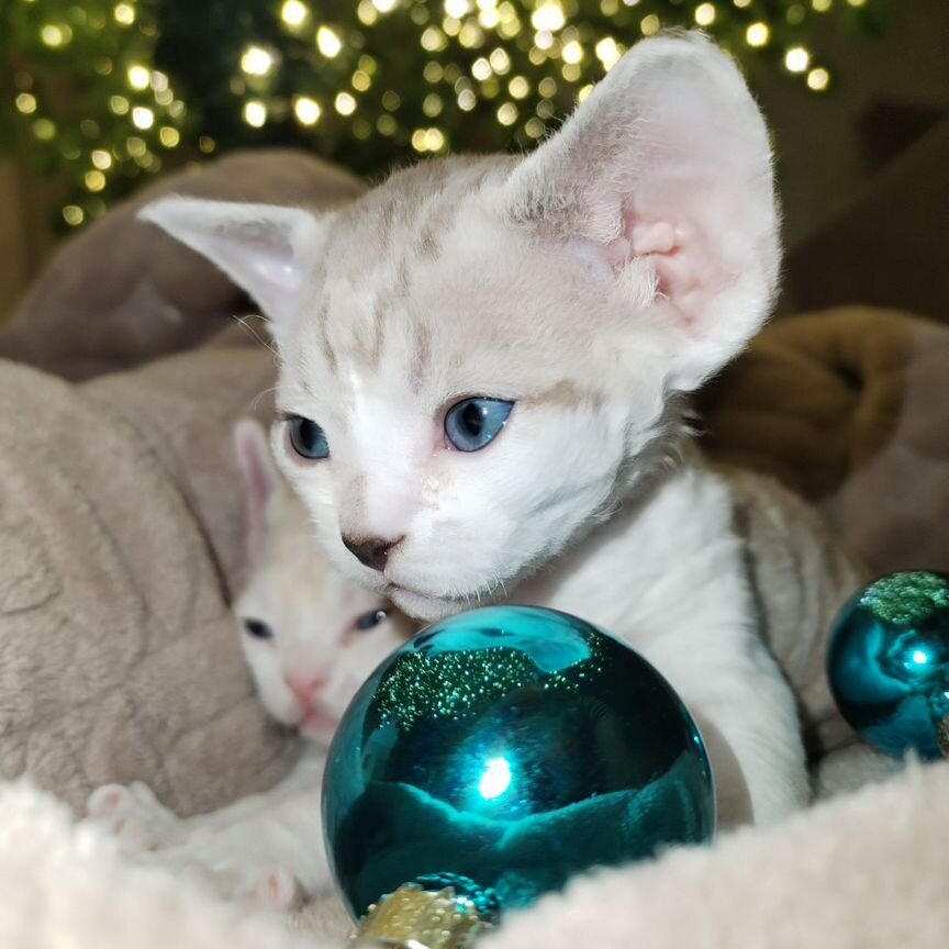 Девон-рекс котёнок