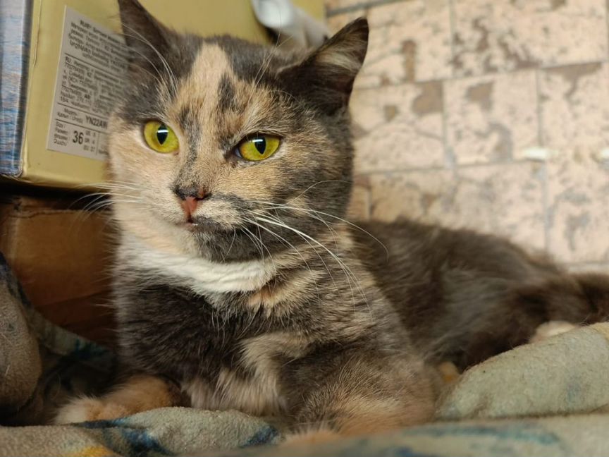 Котенок Настёна в добрые руки