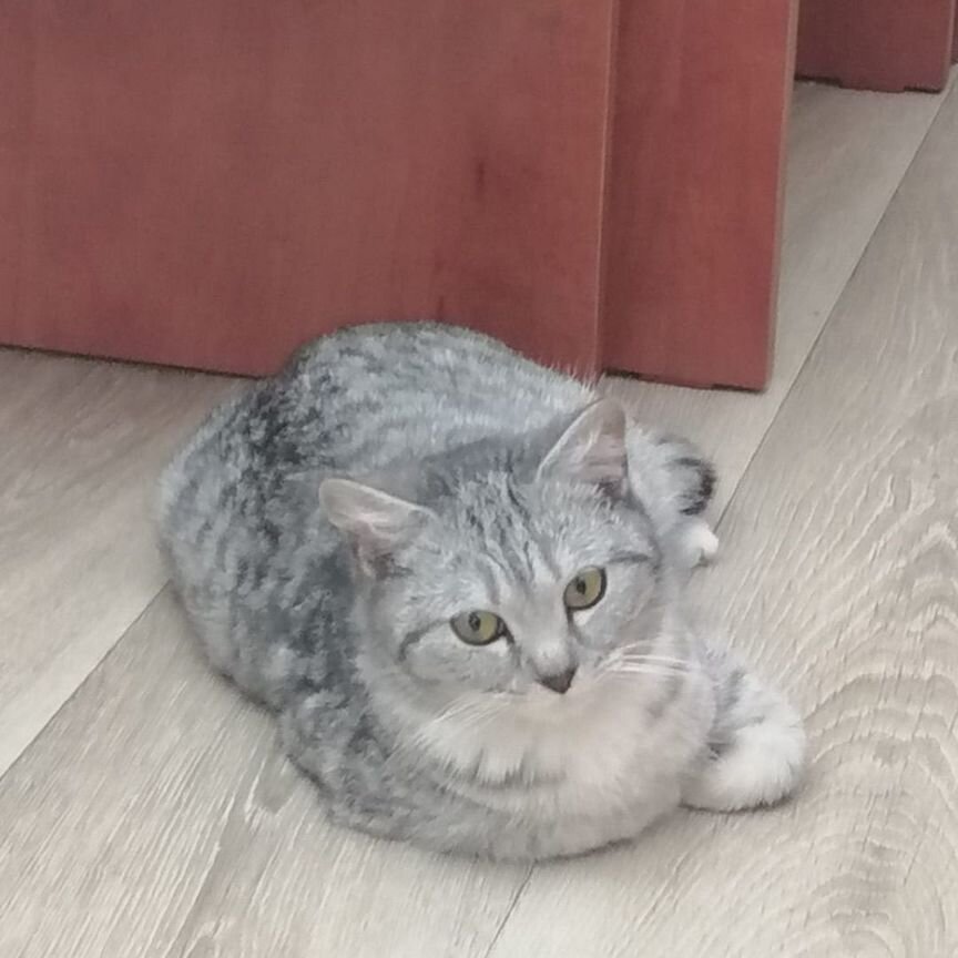 Кошка