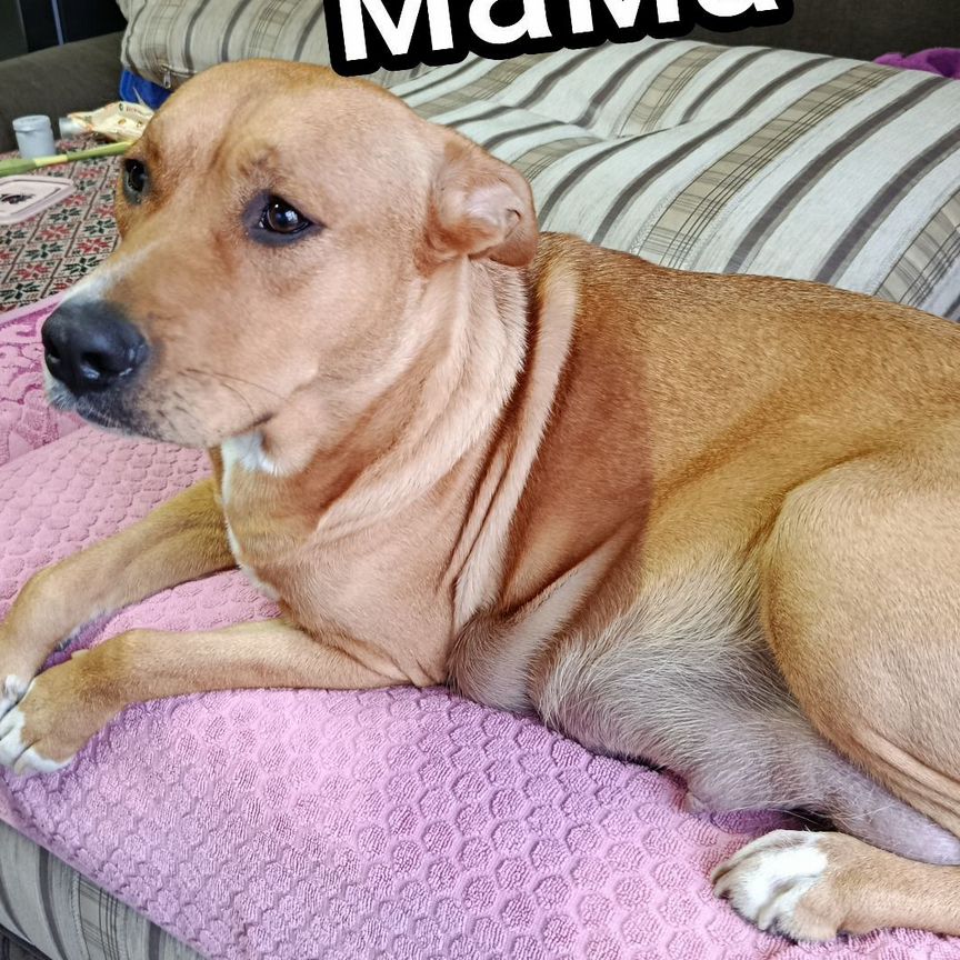 Американский стаффордширский терьер, щенок