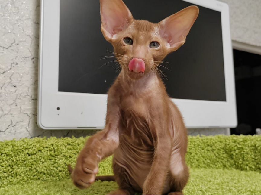 Котенок зайчик