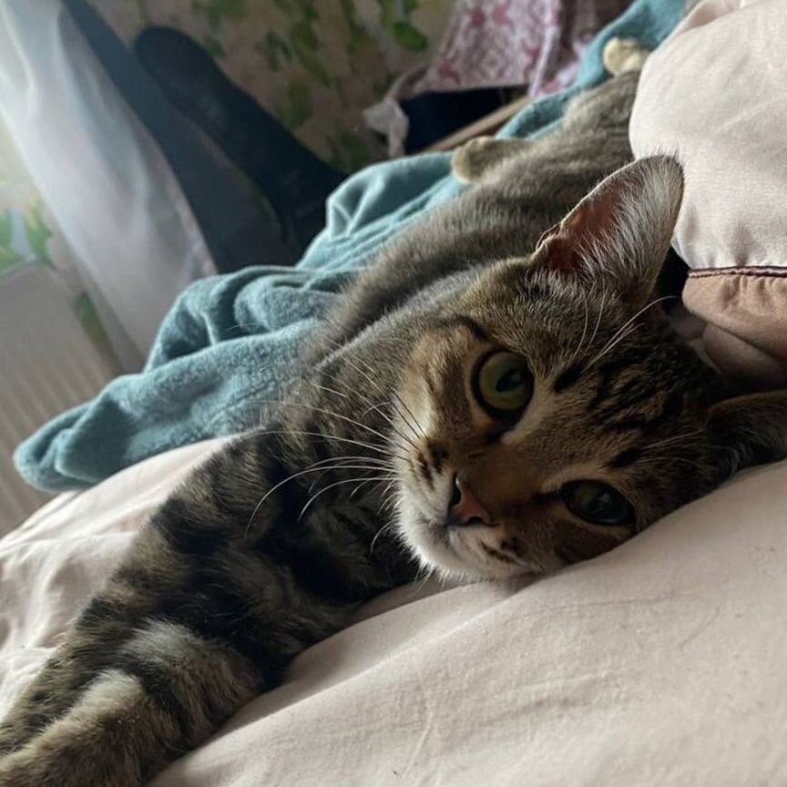 Котенка нашли в подъезде