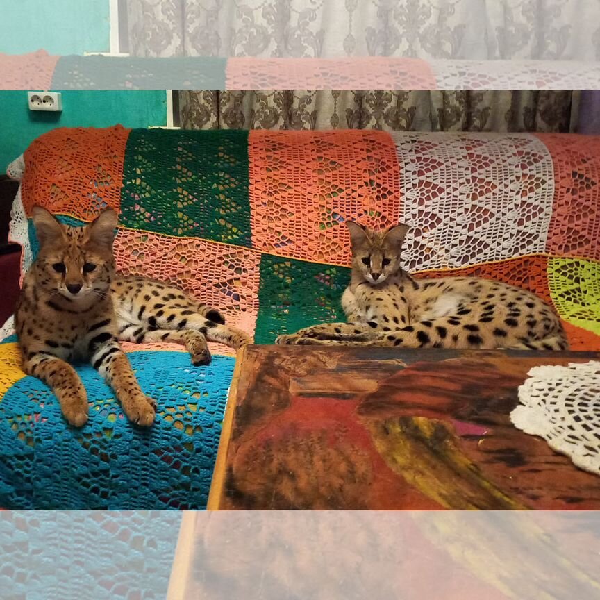 Саванна, взрослая кошка