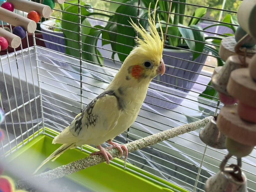 Попугай корелла с клеткой