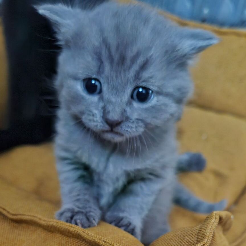 Шотландский вислоухий короткошёрстный котёнок