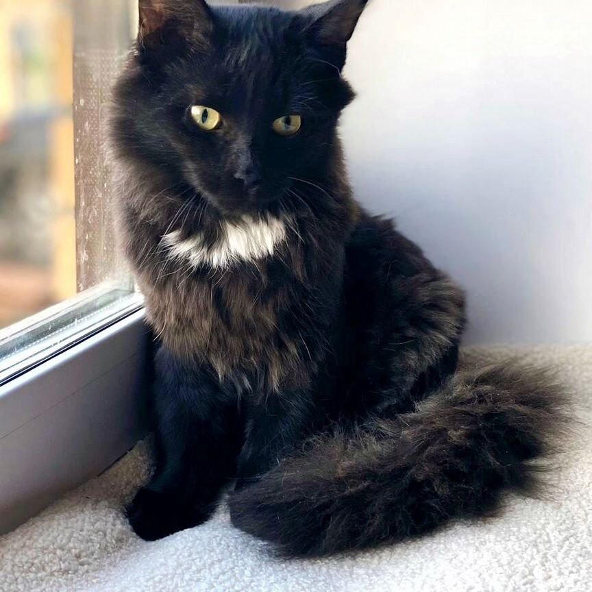 Кошки