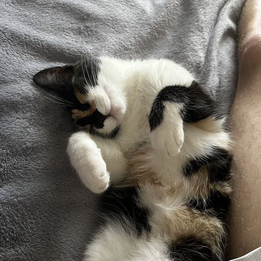 Кошки в добрые руки