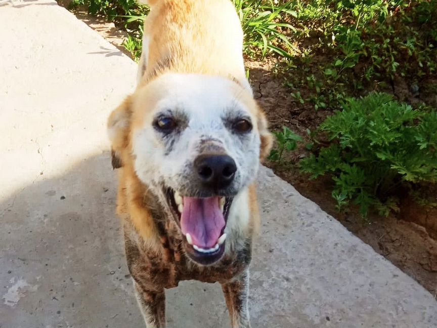 Славная девчоночка в дар