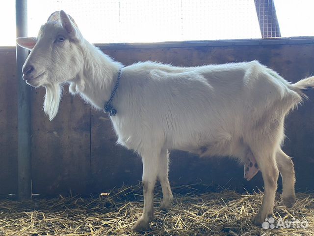Коза дойная молочная